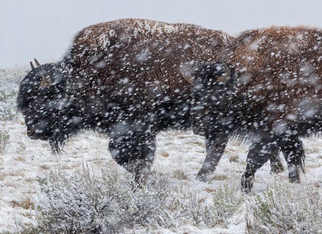 Nature up close: The American Bison - CBS News