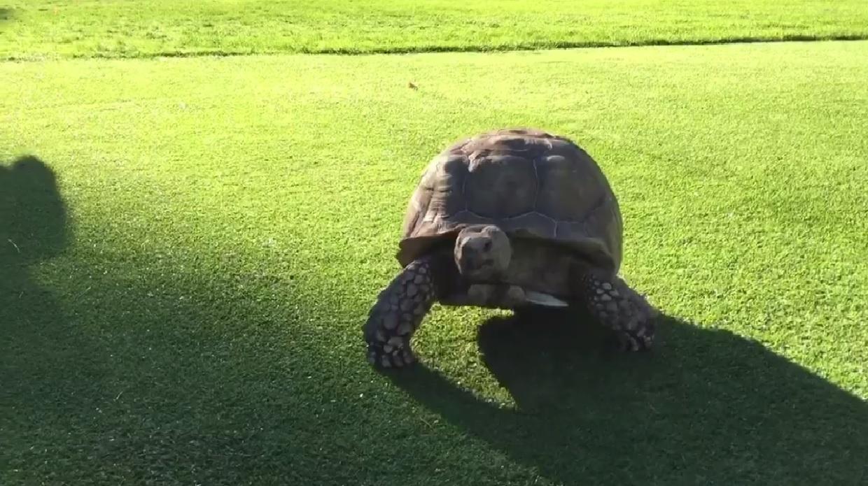 Tortoise found on golf course 22 miles away from home - CBS News