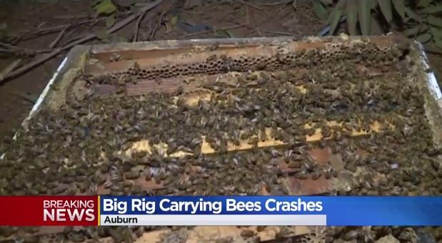Thousands of honey bees die after truck crash on California freeway ...