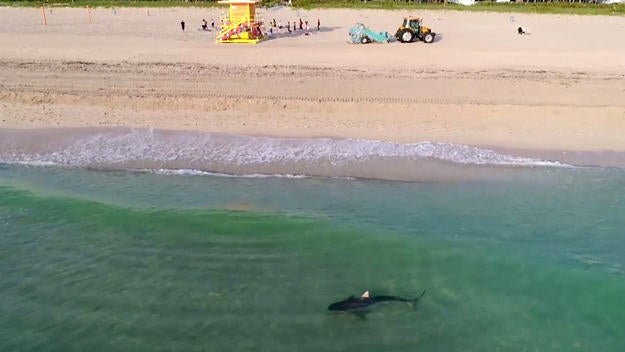 Video Captures Tiger Shark Swimming Near Beachgoers In Florida Cbs News
