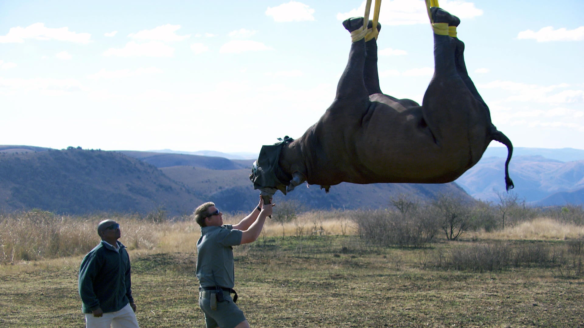 How do you airlift a rhinoceros? - CBS News