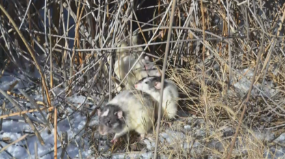 Investigation after 77 domesticated rats found abandoned in Colorado ...