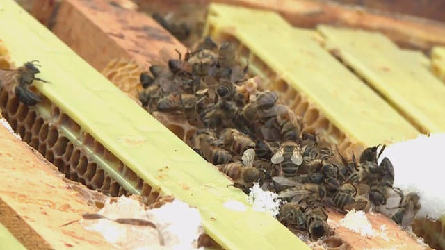 Vandals destroy 50 beehives in Iowa, killing at least 500,000 bees ...