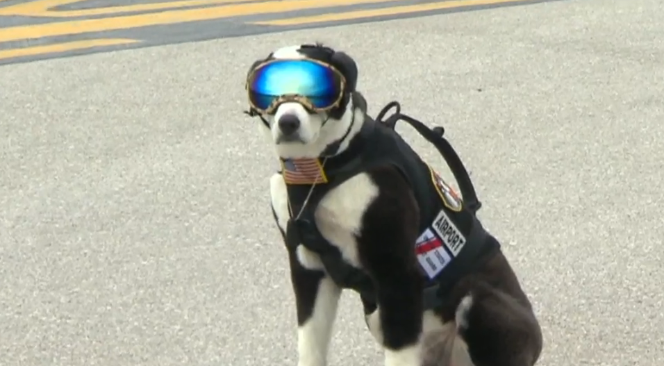 Piper the airport dog loses year-long battle to prostate cancer - CBS News