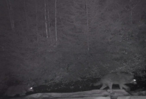 Wolf pack caught on rare video in Romanian forest in Piatra Craiului ...