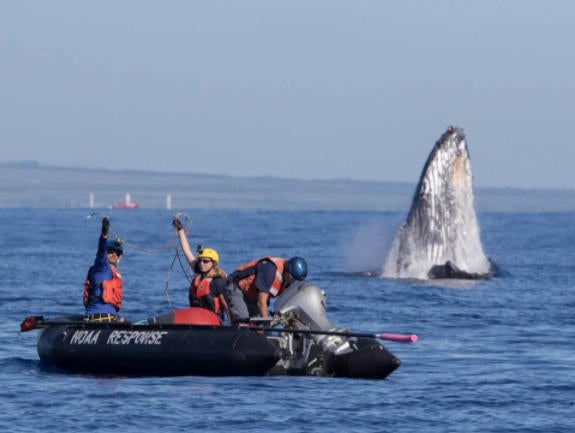 Whale with 285 feet of rope stuck in mouth is freed off Hawaii - CBS News