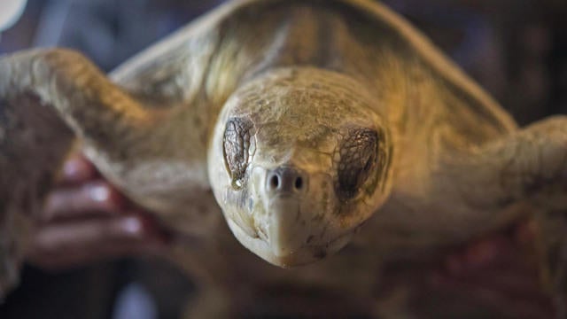 Study finds 21% of the world's reptiles are threatened with extinction ...