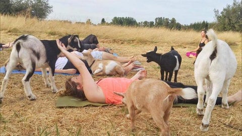 Welcome to Goat Yoga - CBS News