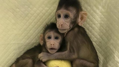 Meet Retro — the first rhesus monkey cloned using a new scientific ...