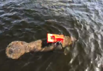 Rescuers try to help manatee stuck in life jacket - CBS News