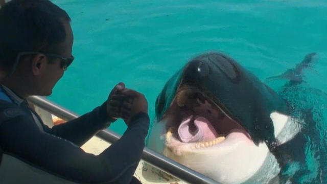 Meet Wikie, the killer whale who learned to "talk" through its nose ...