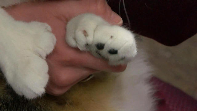 Minnesota feline ties Guinness World Record for most toes on cat - CBS News