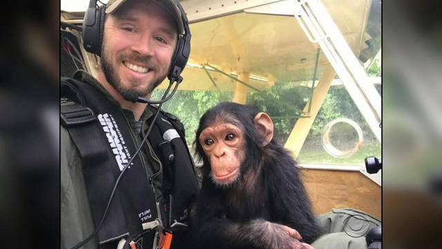 Baby chimpanzee Mussa bonds with pilot on rescue flight in Congo - CBS News