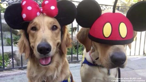 Service dogs in training take a field trip Disneyland - CBS News