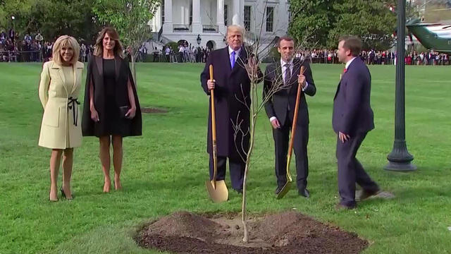 Tree planted by Trump and Macron dead: "Friendship tree" planted by ...