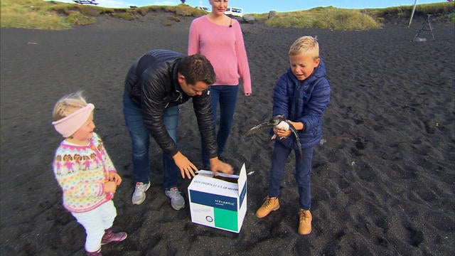 A children's puffin rescue squad - CBS News