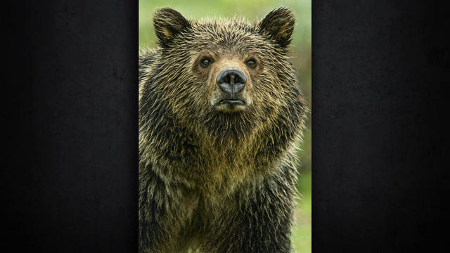 Grizzly bear kills moose hunter in national park in Alaska - CBS News