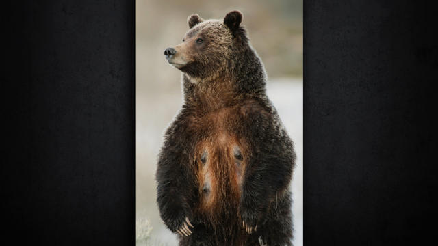 Show & tell with wildlife photographer Thomas Mangelsen - CBS News