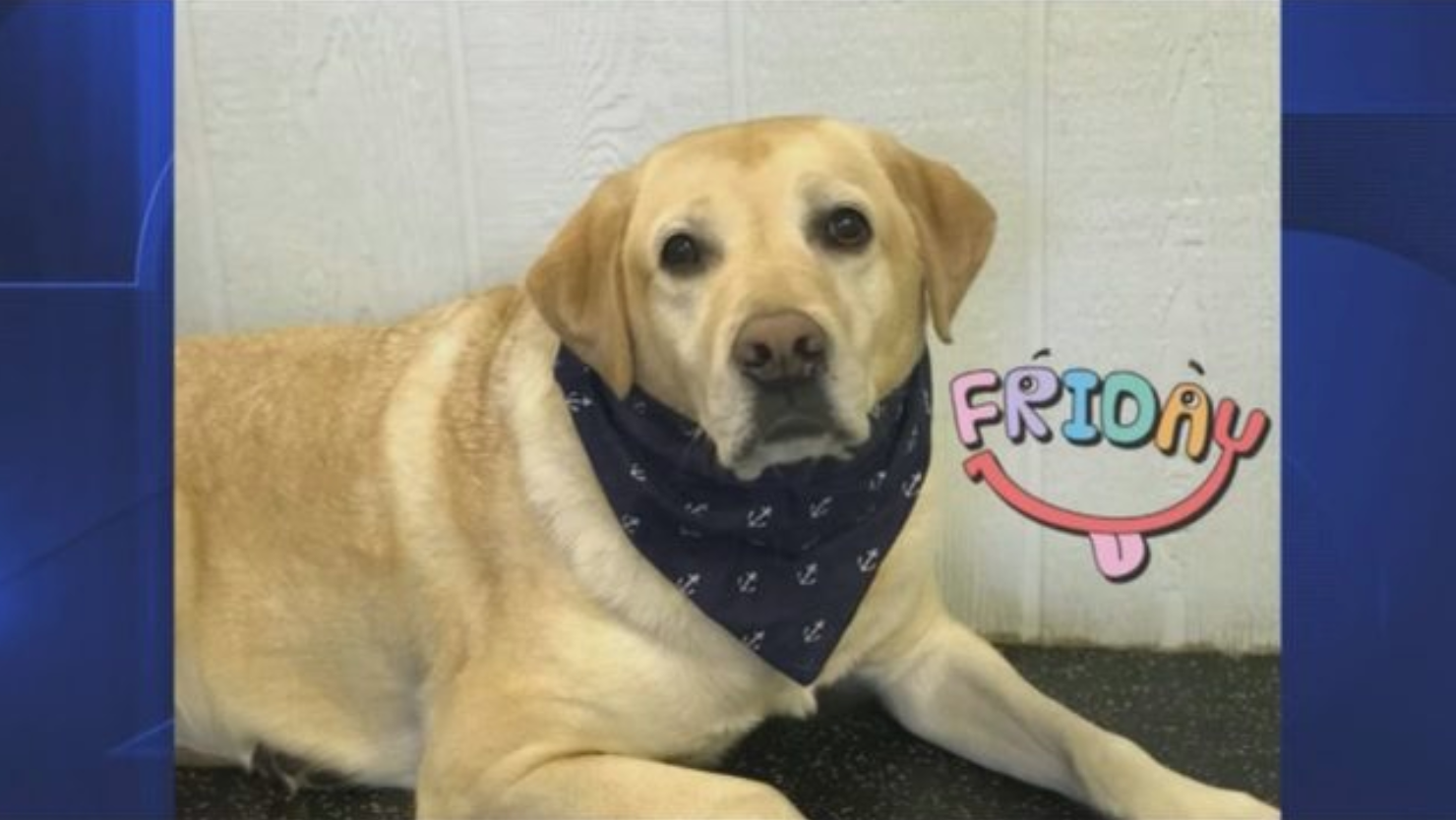 After woman begs for thief to return dog inside stolen SUV, yellow lab ...