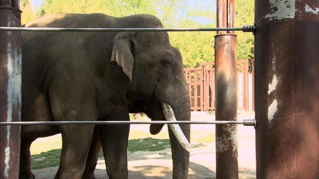 Spike, the National Zoo's new elephant, hits it off with an old flame ...