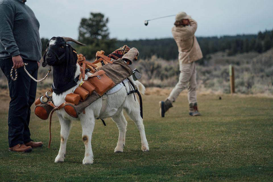 Play golf with a goat caddie at this Oregon ranch - CBS News