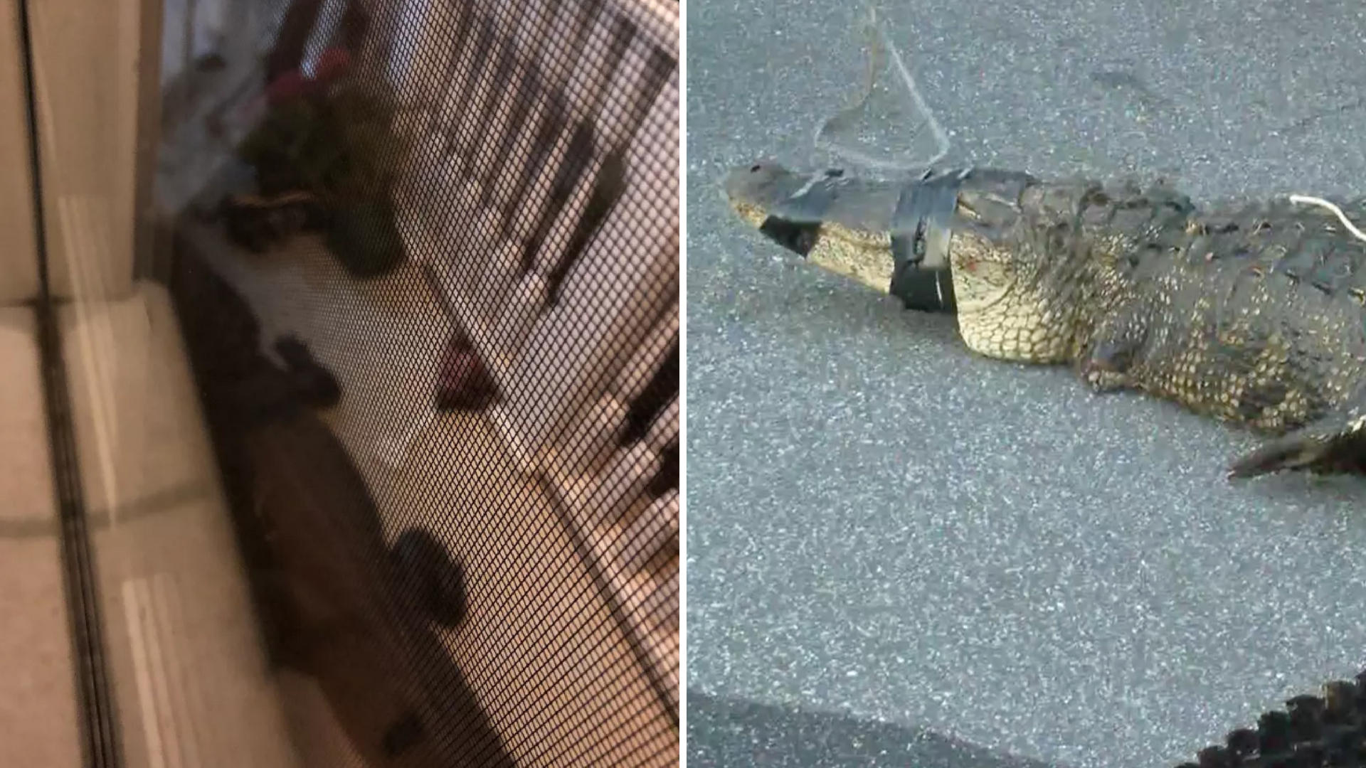 South Carolina couple wakes up to 7-foot hissing alligator on their ...