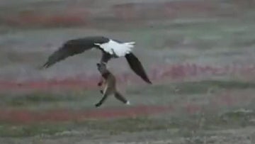 Eagle, fox, rabbit tug-of-war – Eagle picks up fox while trying to ...