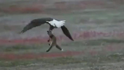Eagle, fox, rabbit tug-of-war – Eagle picks up fox while trying to ...