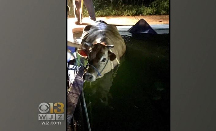 Cow rescued from pool at Maryland home - CBS News
