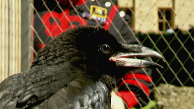 Nevermore? Tower of London's "queen" raven goes missing and is feared ...