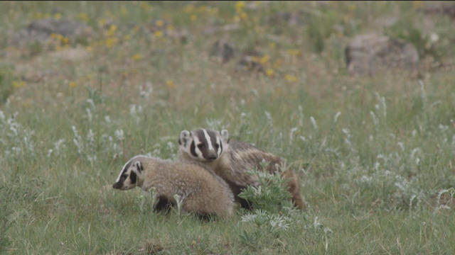 Badger hunting for food instead unearths treasure trove of Roman-era ...