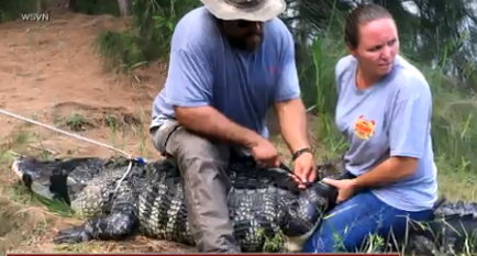 Davie, Florida alligator attack: 911 caller told dispatcher "an ...