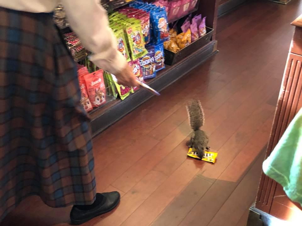 Shoplifting squirrel caught on camera stealing from store in Disney ...