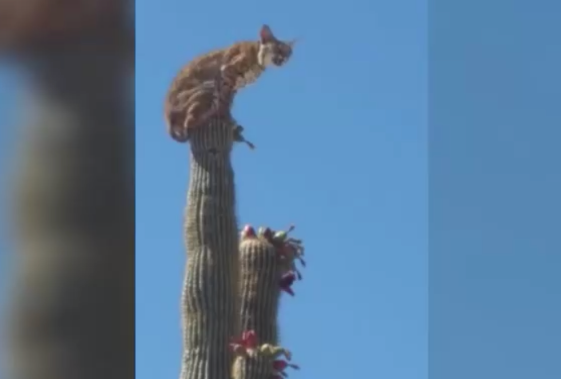 Bobcat sitting on top of tall cactus goes viral after being spotted by ...