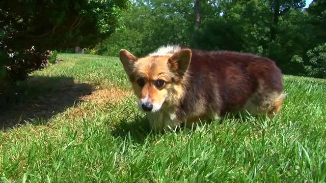 Corgi gets lost after storm, goes viral online - CBS News