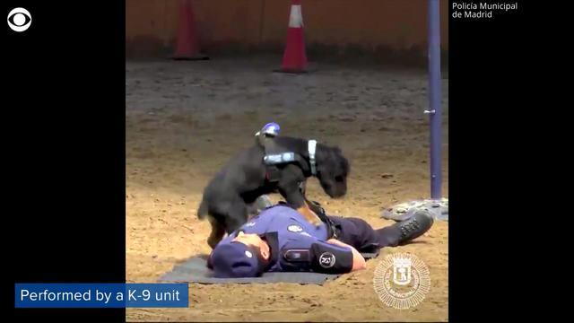 Police dog does "CPR" to "save the life" of Madrid police officer in ...