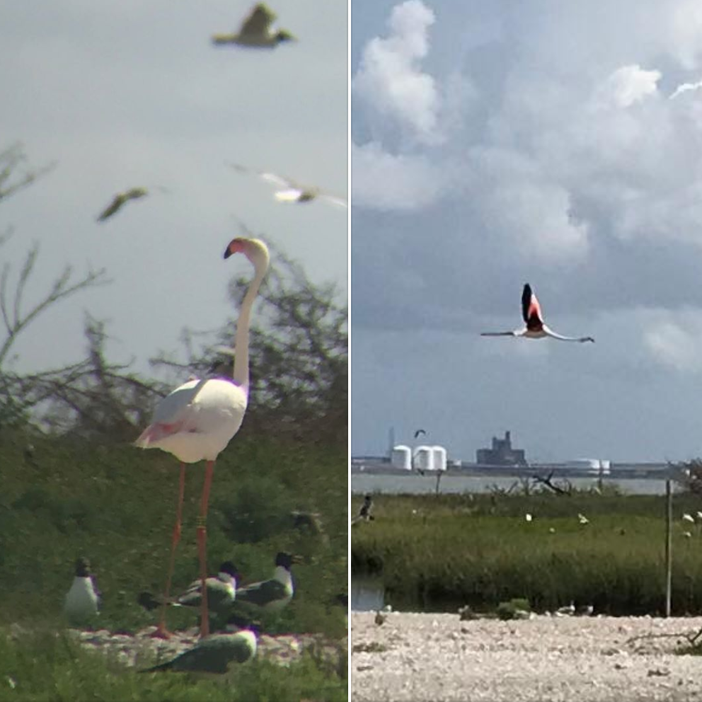 Flamingo missing since 2005 spotted in Texas - CBS News