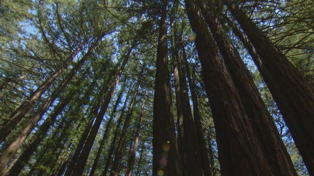 Mapping the genome of redwoods - CBS News