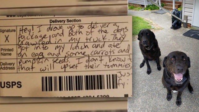 Dogs steal mail carrier's lunch, then their apology note goes viral ...