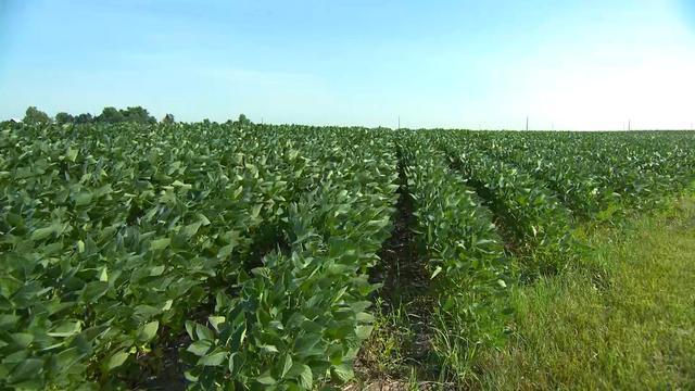 Tariffs have soybean farmers fretting over lost income - CBS News