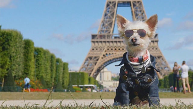 Animal influencers: How pets earn big bucks as Instagram stars - CBS News
