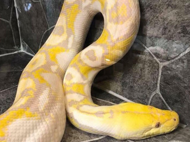 California wildfires: 14-foot python missing since Carr Fire ...