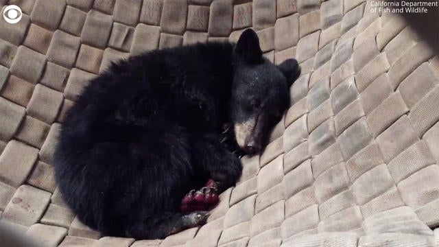Bear cub burned in California wildfire kicks back in hammock as paws ...