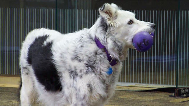 The Smartest Dog in the World - CBS News