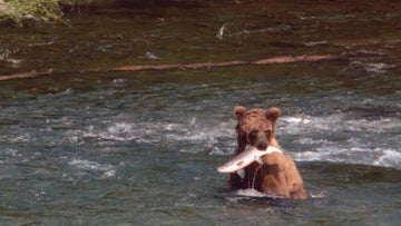 Staff Sgt. Seth Michael Plant identified as soldier killed by bear in ...