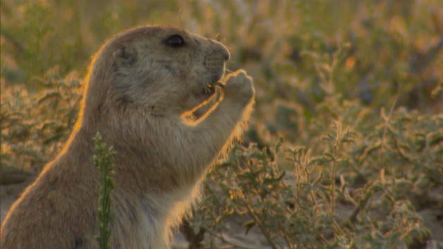 Reclaiming the American prairie - CBS News