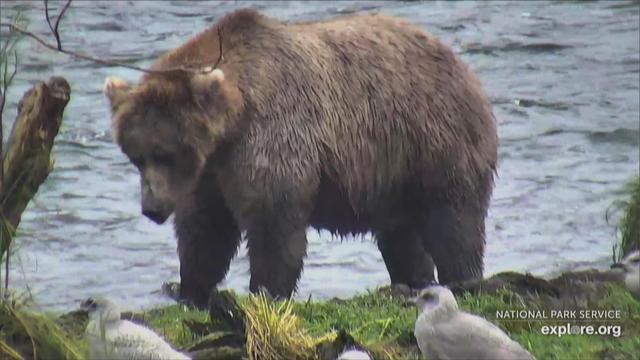 747 wins Fat Bear Week contest despite ballot-stuffing turbulence - CBS ...