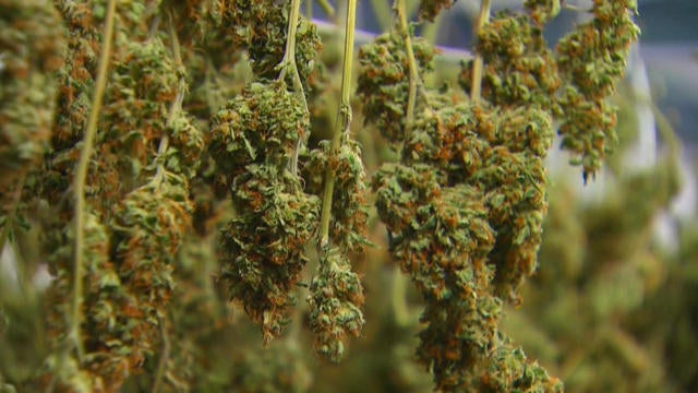 Michigan marijuana regulators recall cannabis products from hundreds of ...