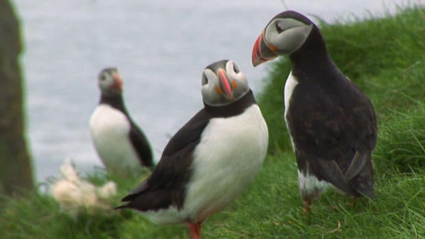 Moment in Nature: Puffins - CBS News
