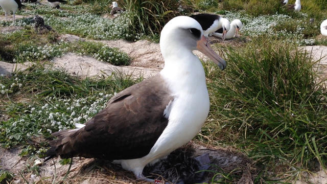 Wisdom the albatross, world's oldest-known wild bird at about 74, lays ...